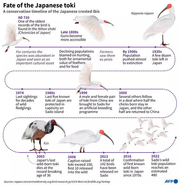 Toki: Japan’s ‘mythical’ bird brought back from the brink of extinction ...