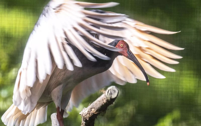 Toki: Japan’s ‘mythical’ bird brought back from the brink of extinction ...
