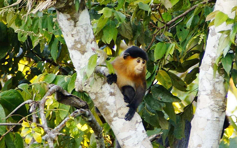 ‘Mystery monkey’ shines light on habitat fragmentation in Sabah | Free ...