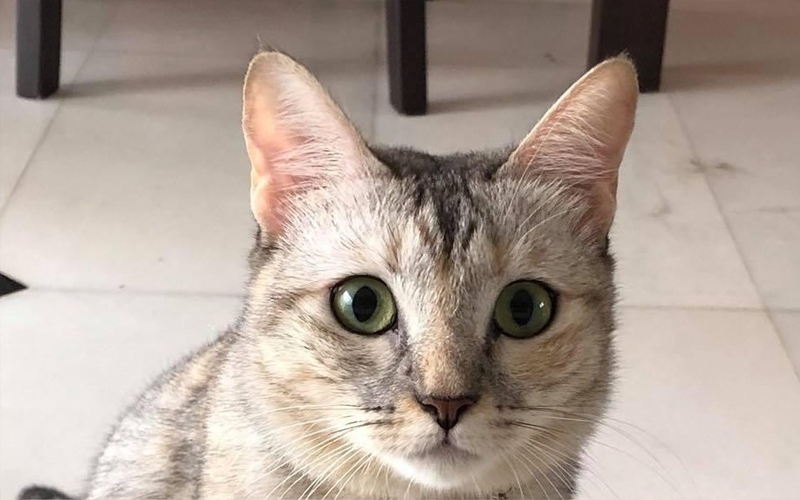 Meet Luna Biryani, the sassy ‘One Malaysia’ cat | FMT