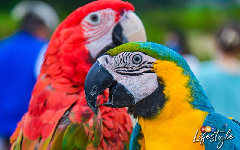 Pogey and Poney: a free-flying, loving macaw couple | Free Malaysia ...