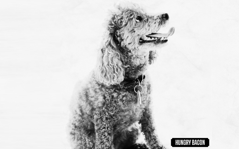 Meet hungry Bacon, the pooch with a restaurant named after him | FMT