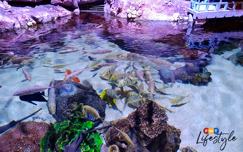 An afternoon at Aquaria KLCC: what you can expect to ‘sea’ | FMT