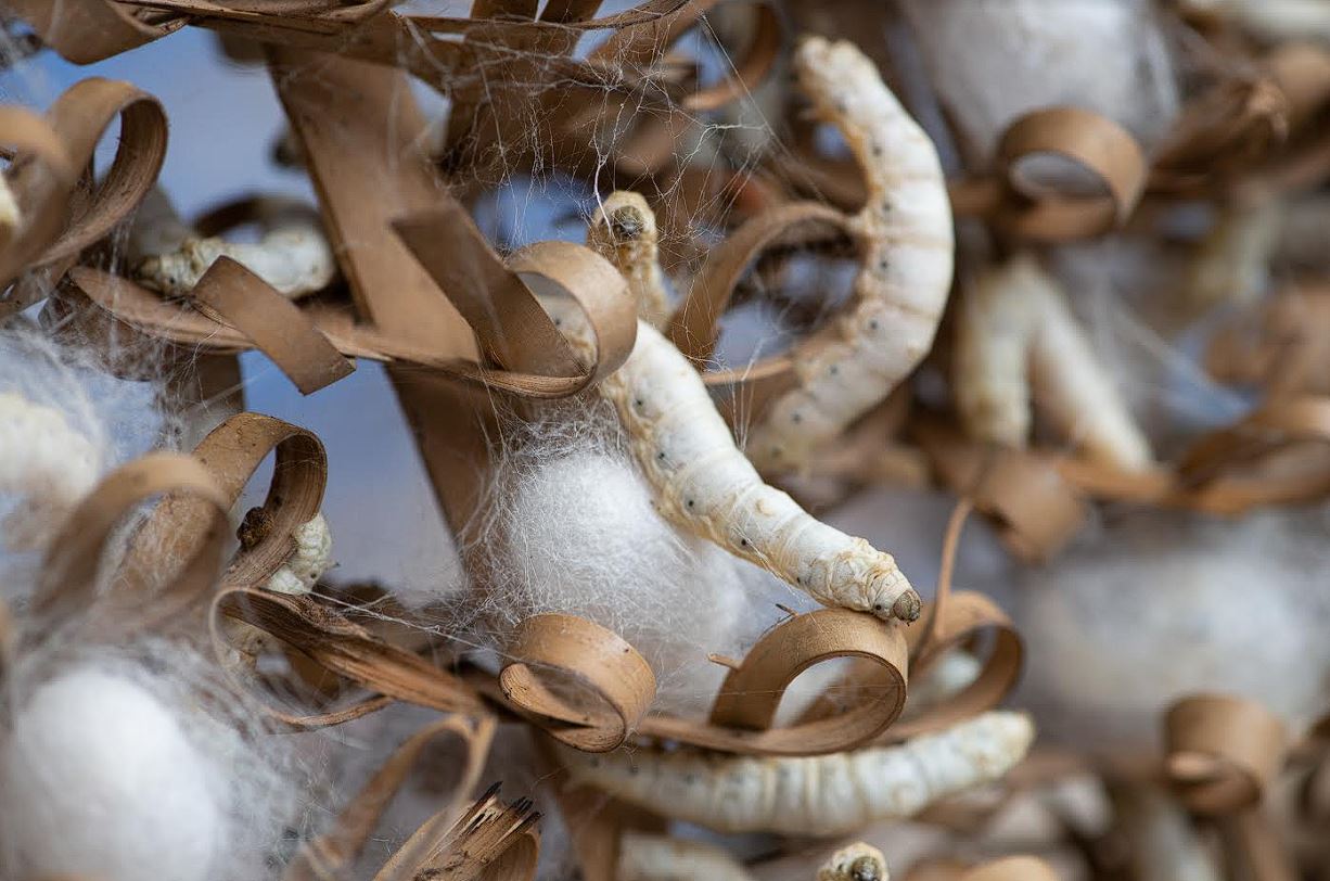Science turns to silk as greener option to microplastics | FMT
