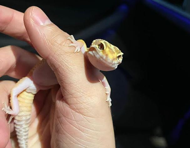 Meet Newt, the shy, sleepy gecko who’s not a newt | FMT