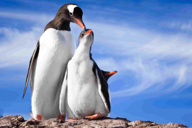 Scientists uncover history of ‘ridiculously charming’ penguins | Free ...