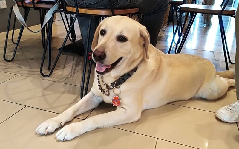 Remembering Lashawn, Malaysia’s first guide dog | FMT