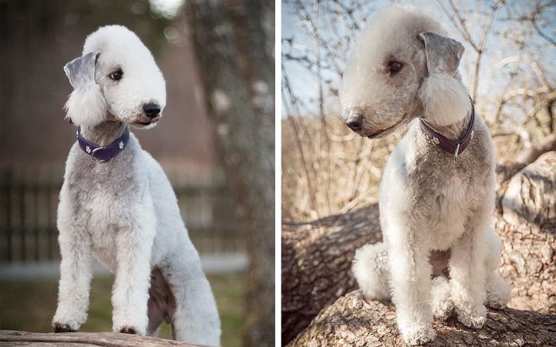 Bow-wow! 6 exotic dog breeds from around the world | FMT