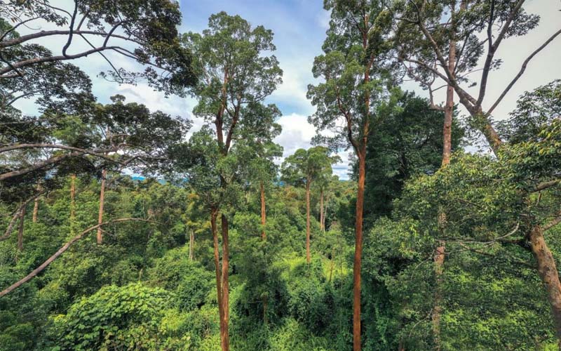 Sabah cadang pinda Enakmen Hutan seiring Akta Perhutanan Negara | FMT