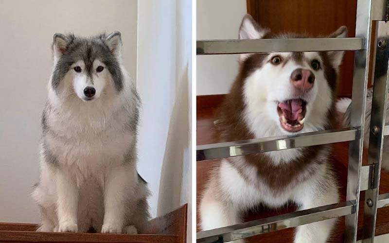 Meet Winter and Roxy, Keith Tang’s two beautiful girls | Free Malaysia ...