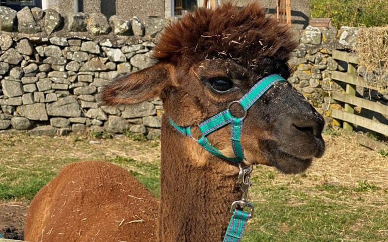 An adorable time with alpacas at Beirhope Farm | FMT