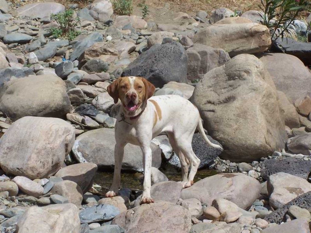 Bow-wow! 6 exotic dog breeds from around the world | FMT