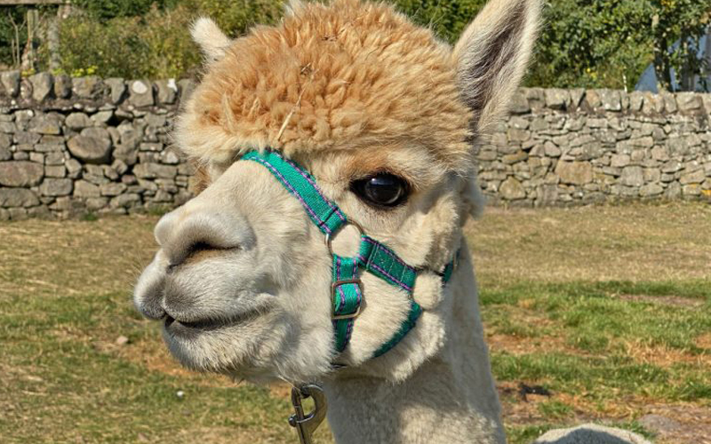 An adorable time with alpacas at Beirhope Farm | Free Malaysia Today (FMT)