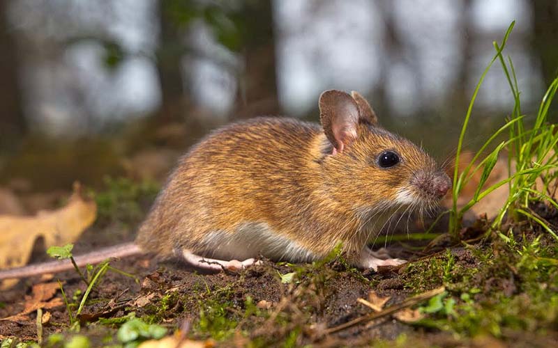 This mouse in the Andes could become extinct soon | FMT