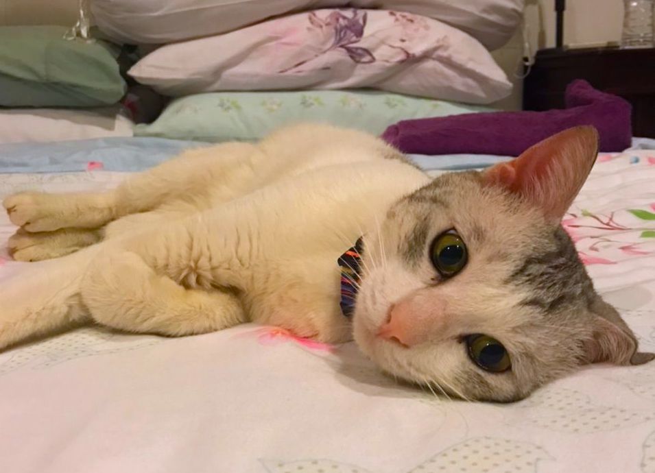 Meet Genji, the ‘manja’ rescue cat who loves people | Free Malaysia ...