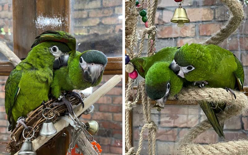 Meet Pickles and Kiki, the quirky Hahn’s macaw ‘sisters’ | FMT
