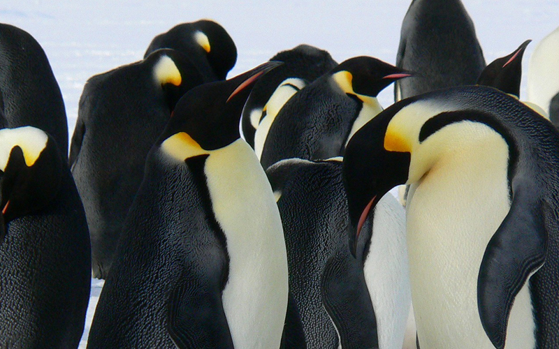 Penguin maharaja bakal pupus menjelang 2050 | FMT