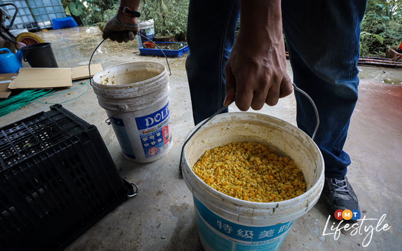 Urban Hijau exchanges food waste for farm produce | Free Malaysia Today ...