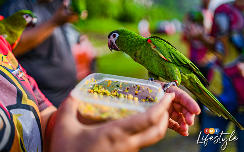 Meet Pickles and Kiki, the quirky Hahn’s macaw ‘sisters’ | Free ...