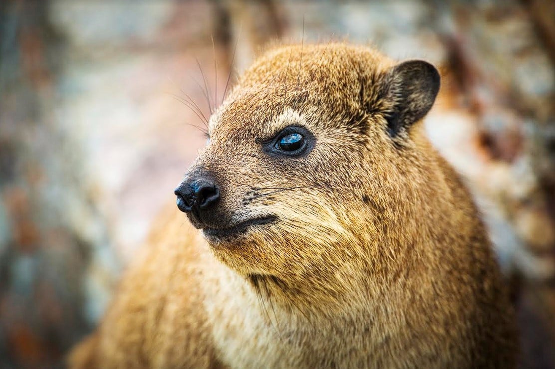 How singing well helps the rock hyrax find a mate | Free Malaysia Today ...