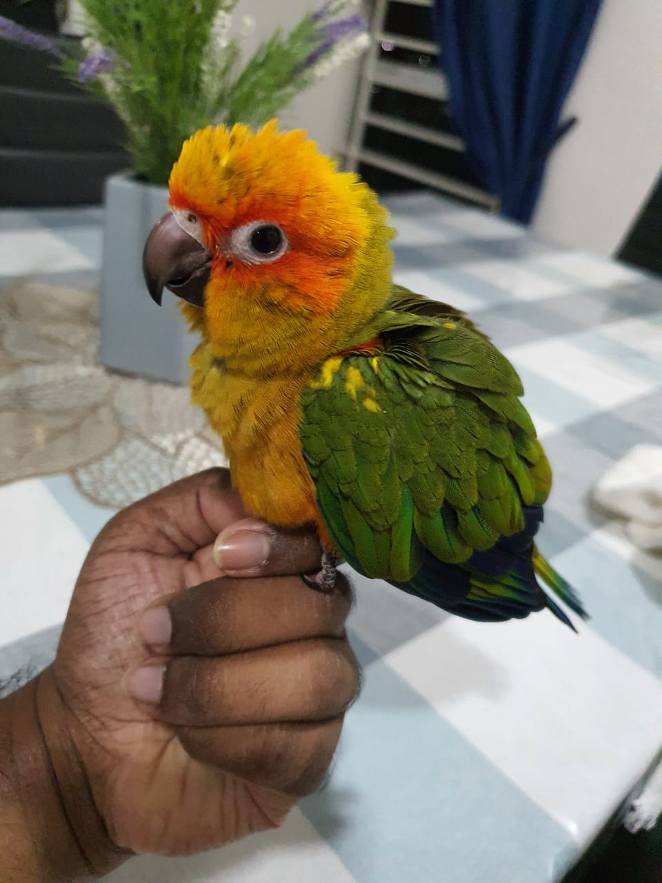 Meet Jada, the parrot who has become a human’s special friend | Free ...