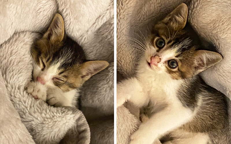 Meet baby Bee Boo, the highway-rescue kitten | FMT