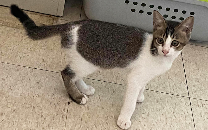 Meet baby Bee Boo, the highway-rescue kitten | FMT