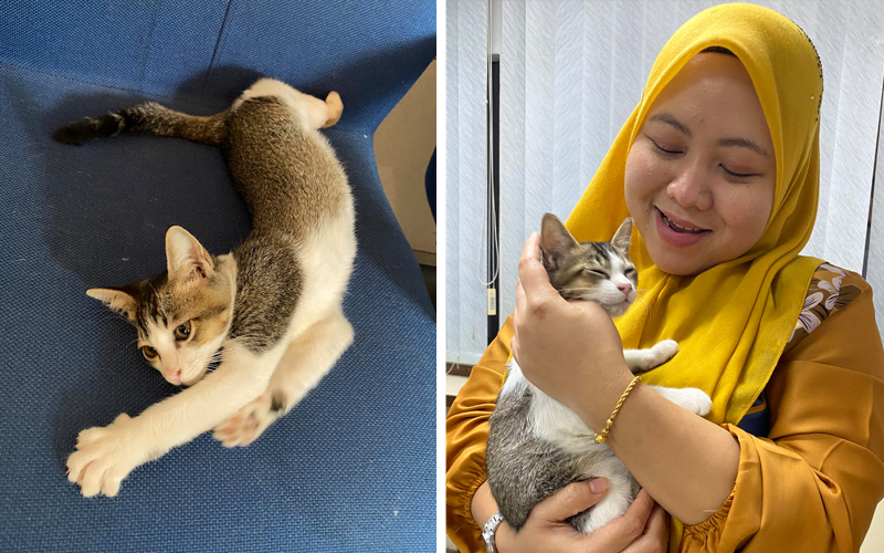 Meet baby Bee Boo, the highway-rescue kitten | FMT