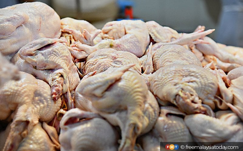 Chicken exports to S’pore to resume tomorrow | FMT
