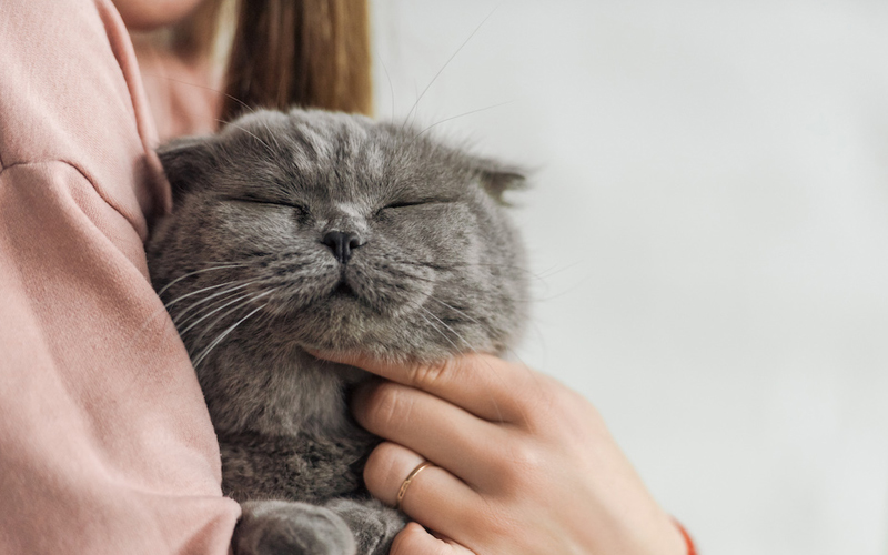 Cats are snobs that only answer to certain people | FMT