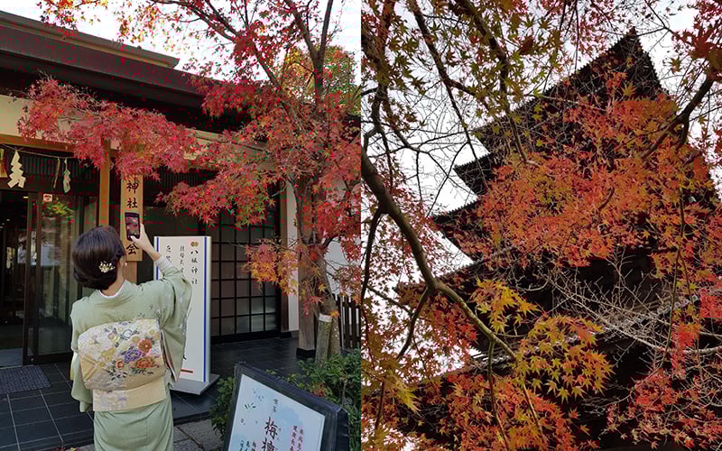 Tradition of Momijigari is bringing back tourists to Japan | FMT