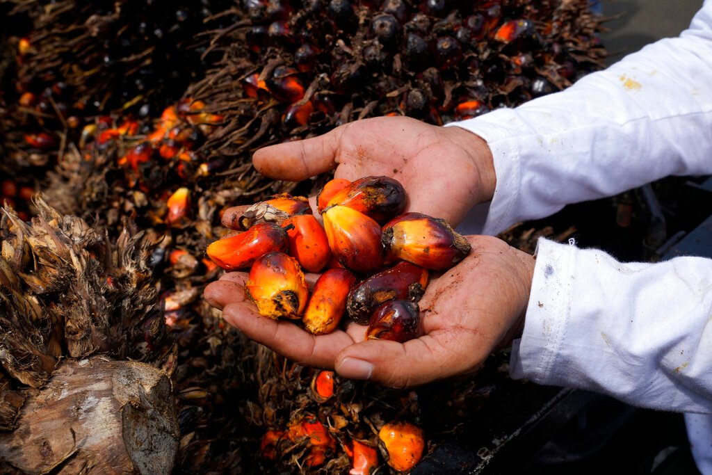 World Bank’s IFC proposes return to palm oil financing in Gabon | FMT