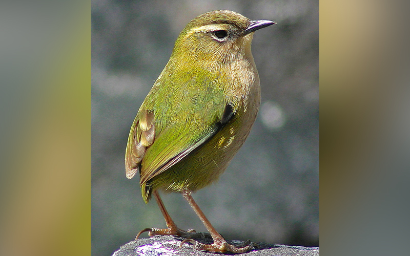 Wren rocks New Zealand’s bird of the year contest | FMT