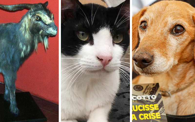 Animals who ran for elections – and picked up votes! | FMT