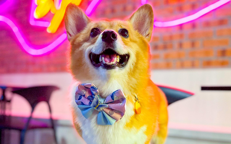 Sweet, sassy, and a mini celebrity: meet Biscuit The Little Nugget | FMT