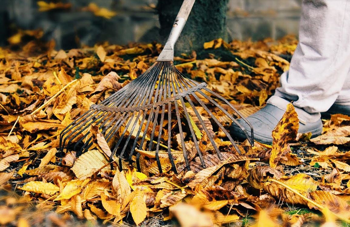 3 reasons why you shouldn’t sweep away dead leaves | FMT