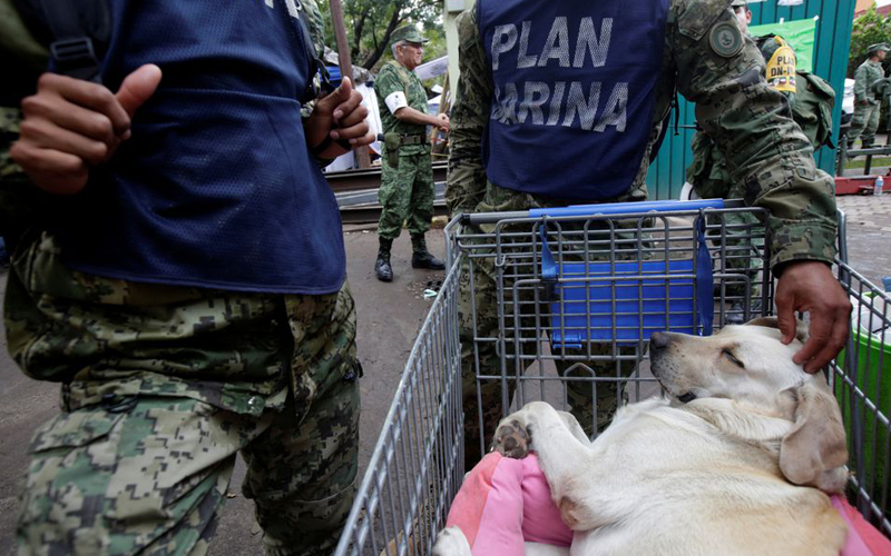 Mexico City mourns Frida, beloved rescue dog and national icon | Free ...