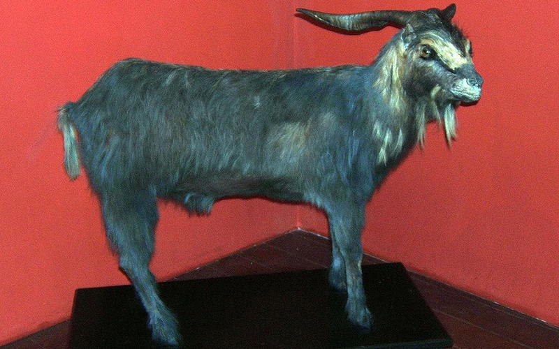 Animals who ran for elections – and picked up votes! | Free Malaysia ...