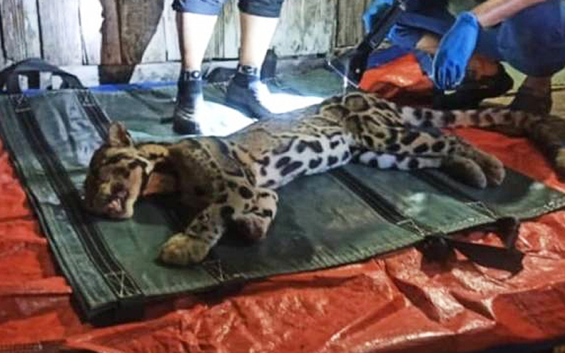 Couple gets surprise ‘visitor’ as leopard enters home | FMT