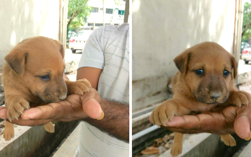 Meet Simbha, who always makes her humans smile | Free Malaysia Today (FMT)