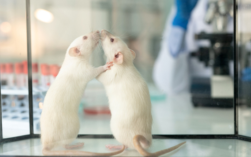 Rats ‘move to the beat of Lady Gaga’ | FMT