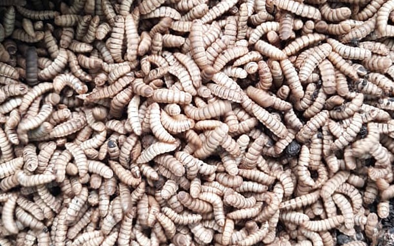 IWK produces ‘Black Soldiers’ as it ramps up efforts in circular ...