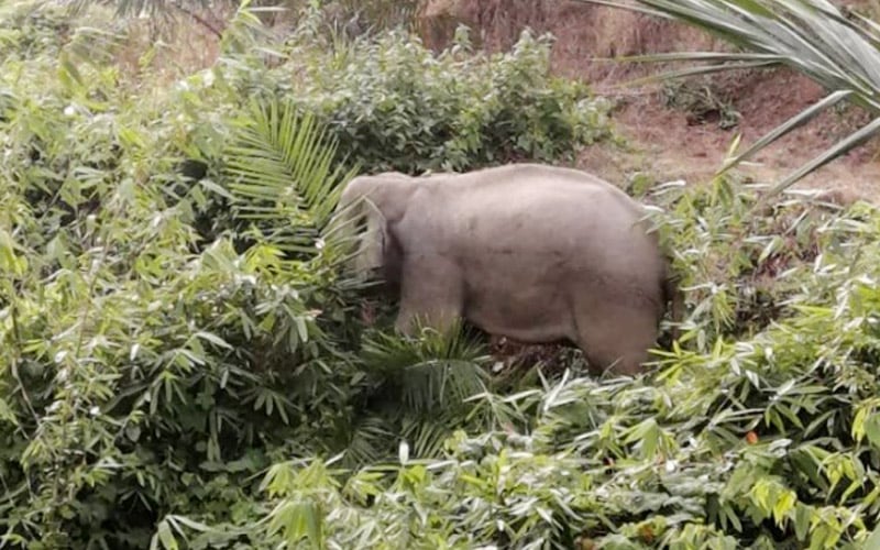 Senator calls for funds to protect Orang Asli villages from wild ...