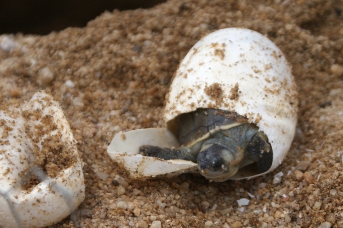 Kids design calendar to raise funds for turtle conservation | FMT