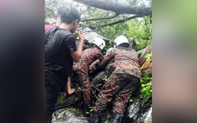 Wanita maut dihempap pokok | FMT