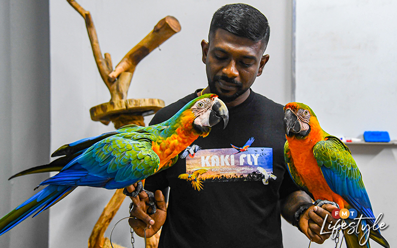 Meet Mango, the colourful apple of his human’s eye | FMT