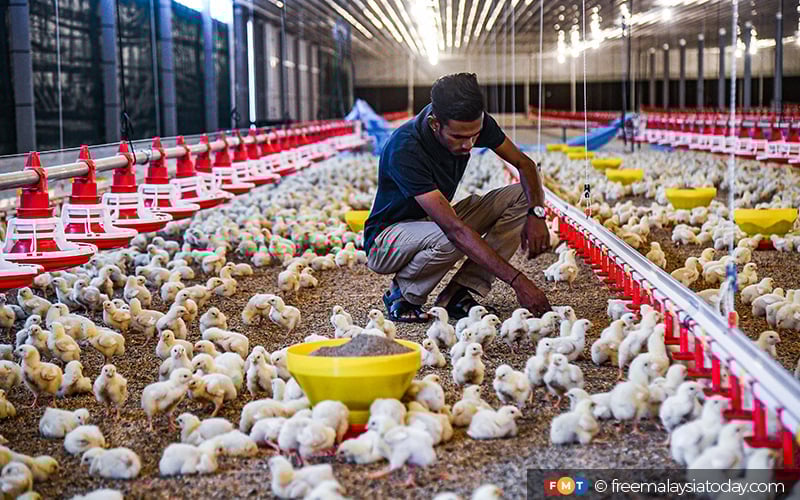 Selangor sasar tingkat pengeluaran 14.8 juta ayam pedaging menjelang ...