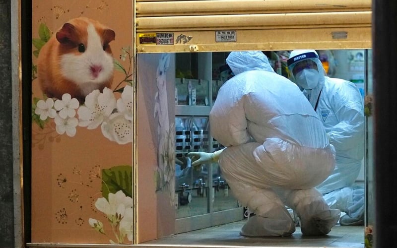 Hong Kong to resume hamster imports a year after mass cull | Free ...