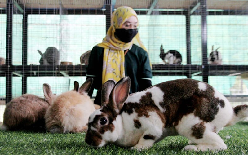 Hop away from buying rabbits for Chinese New Year, public urged | FMT