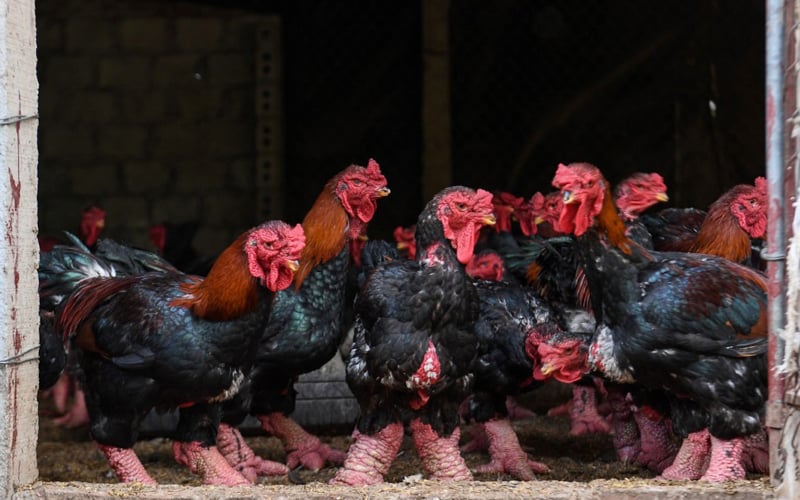 Feast on the giant legs of Vietnam’s ‘dragon chicken’ | Free Malaysia ...